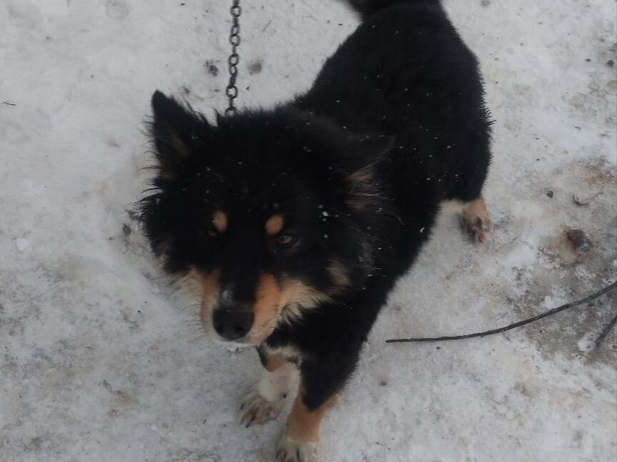 Собака в добрые руки. Шери (3года)