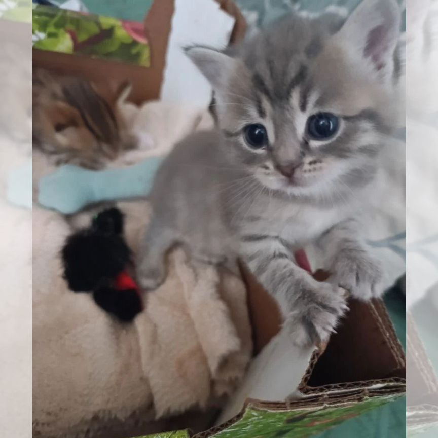 Британский короткошёрстный котёнок