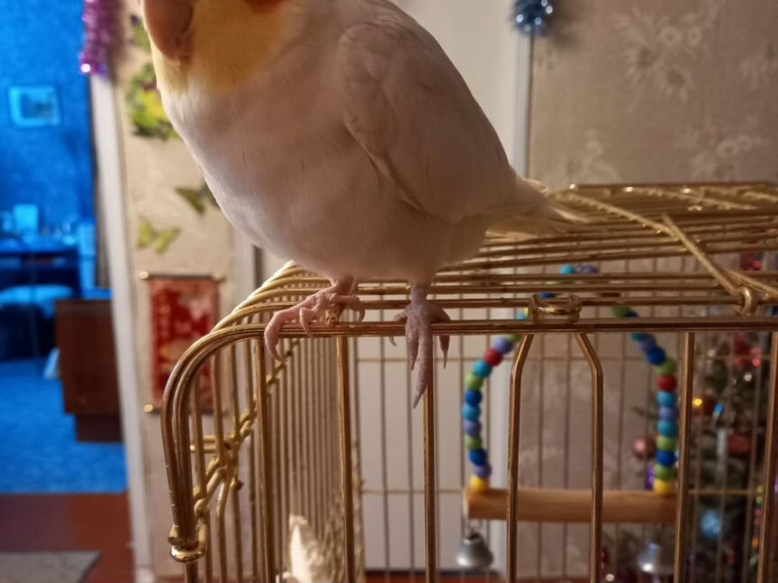 Говорящий попугай