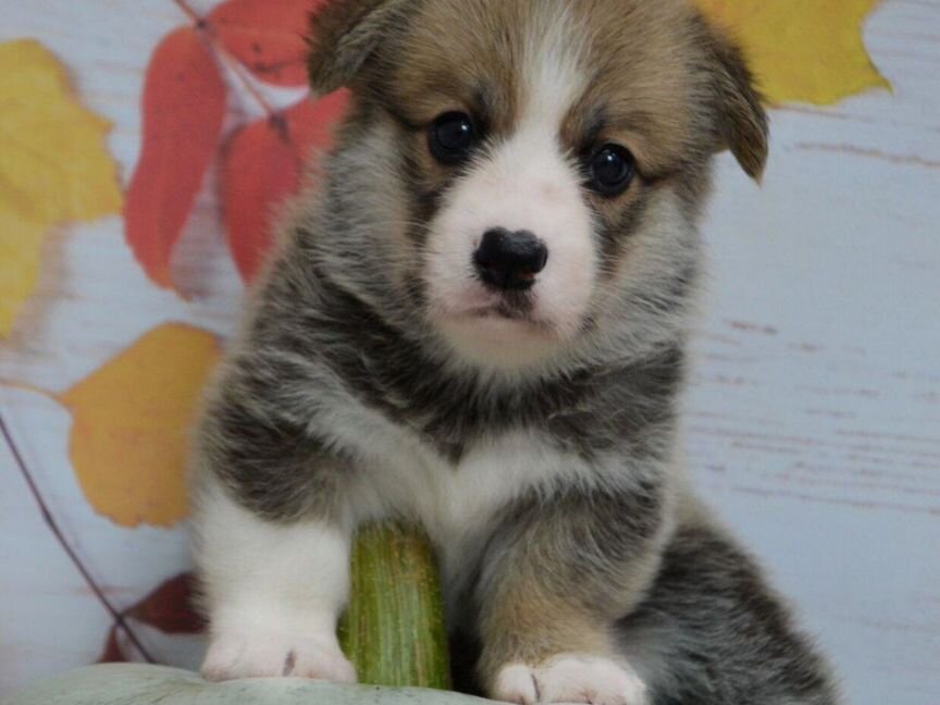 Милые мальчишки