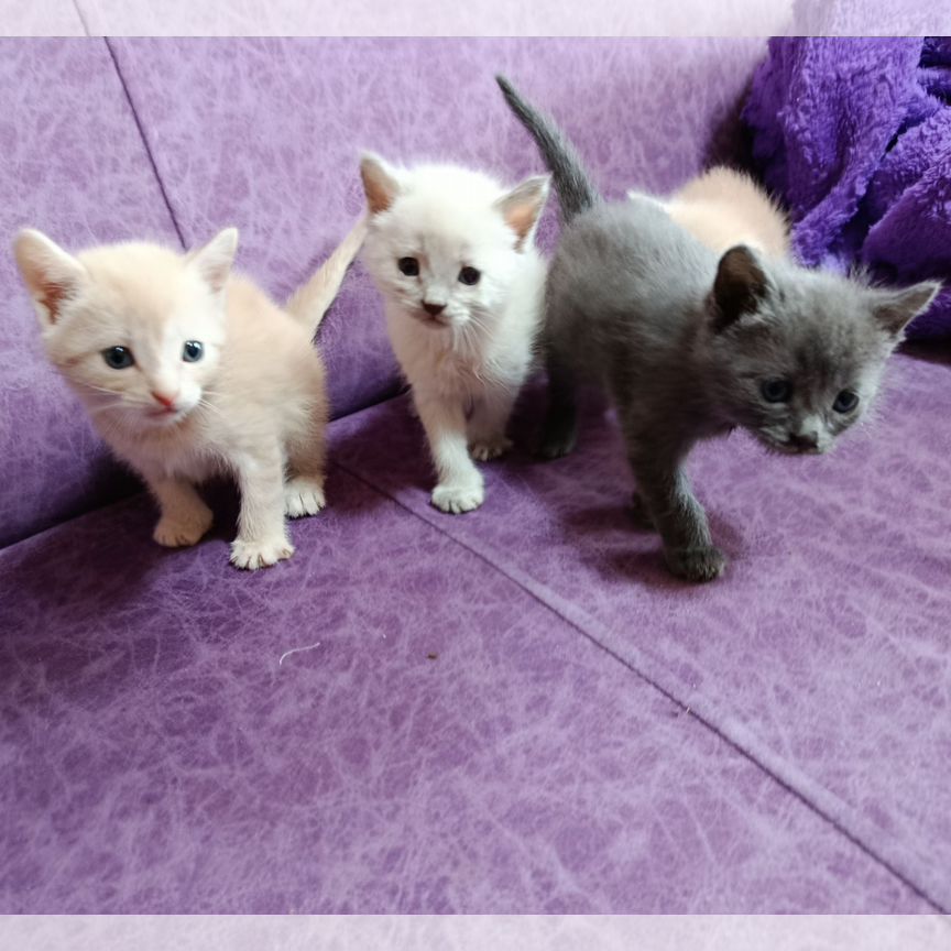 Котятки