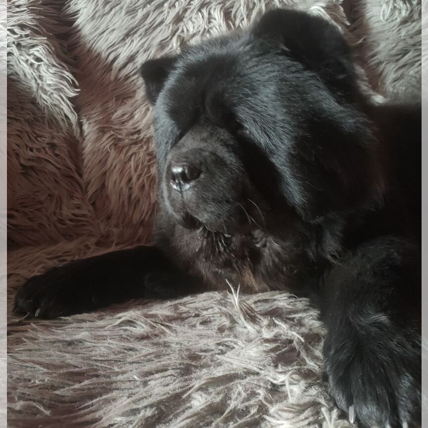 Предлагаются к резервации щенки Чау-чау