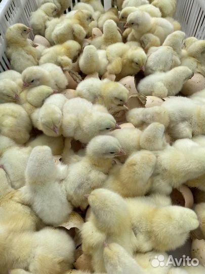 Бройлер оптом на 29-30 июня