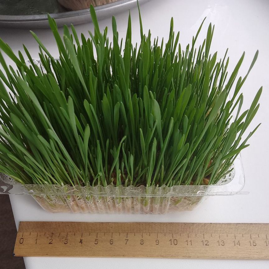 Трава для кошек