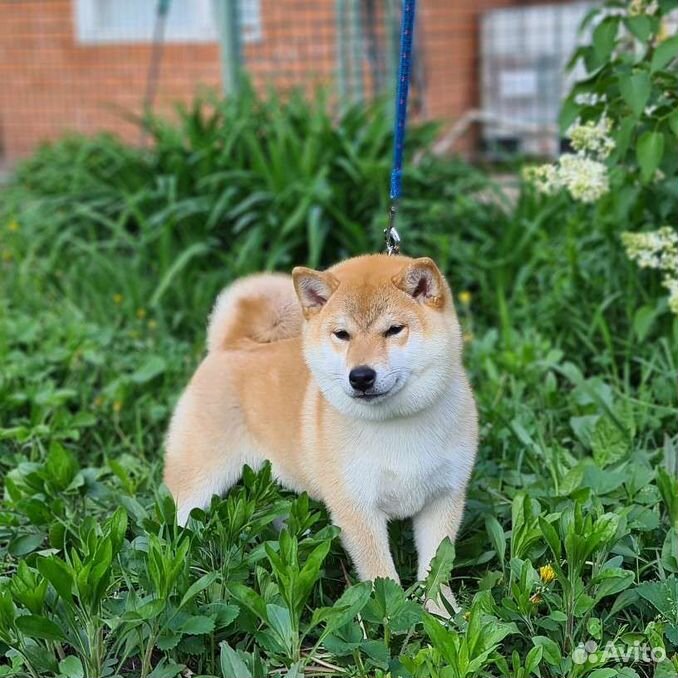 Сиба ину на продажу