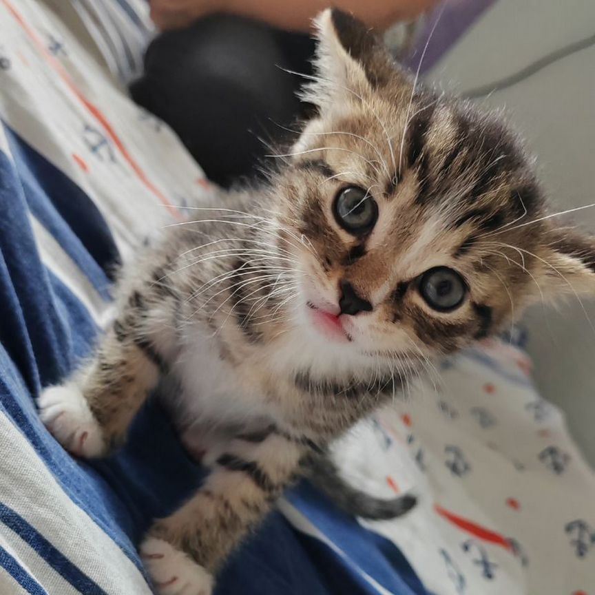 Котята в добрые руки мальчики