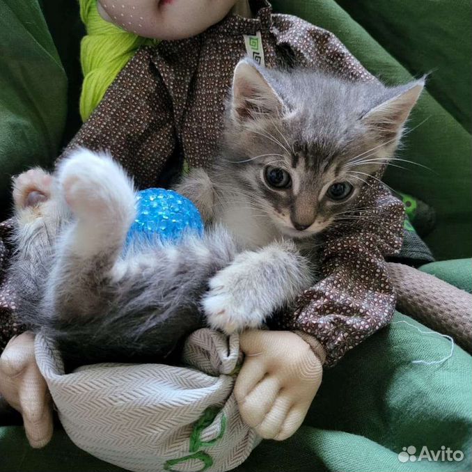 Котёнок Симка