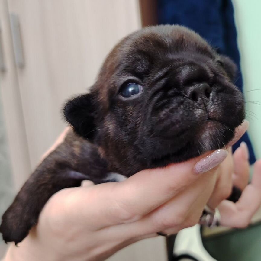 Французский бульдог, щенок