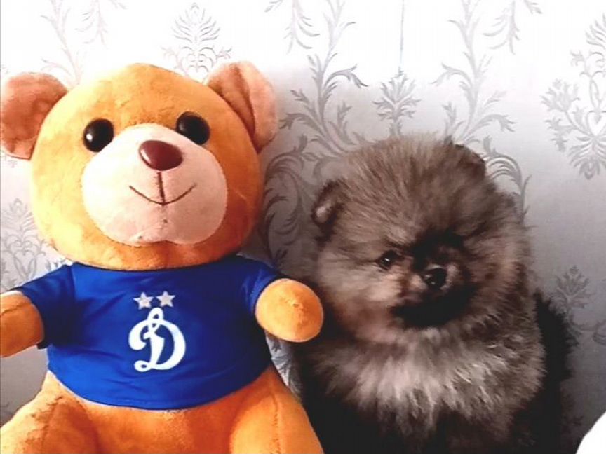 Померанский шпиц медвежьего типа