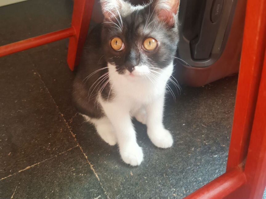 Самый клевый котёнок Чип