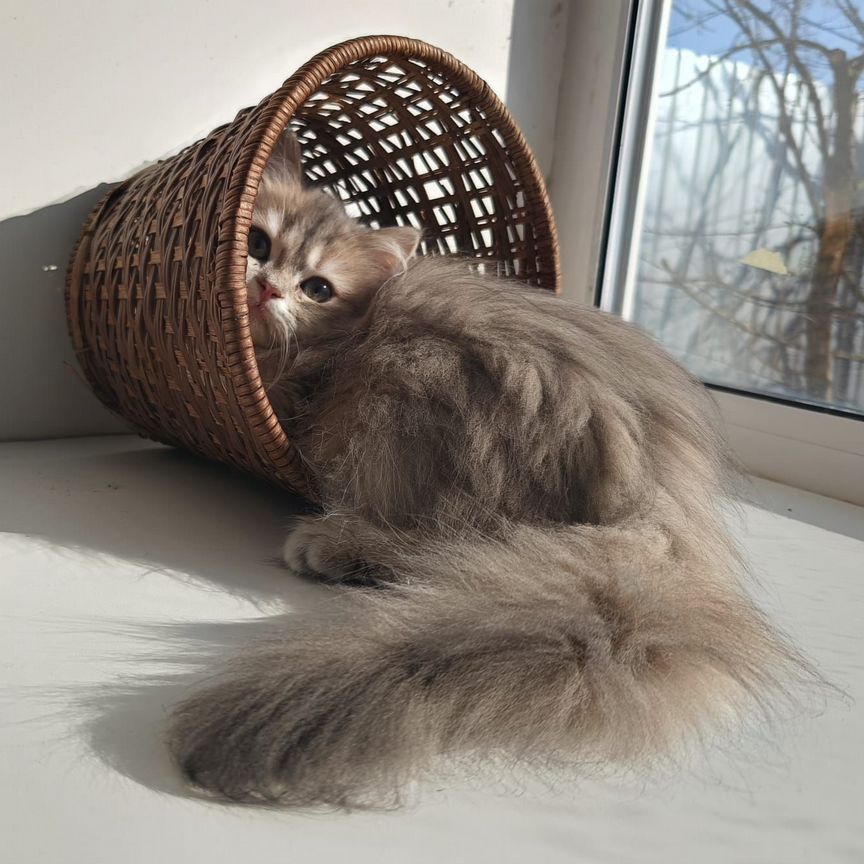 Уютный британский котик