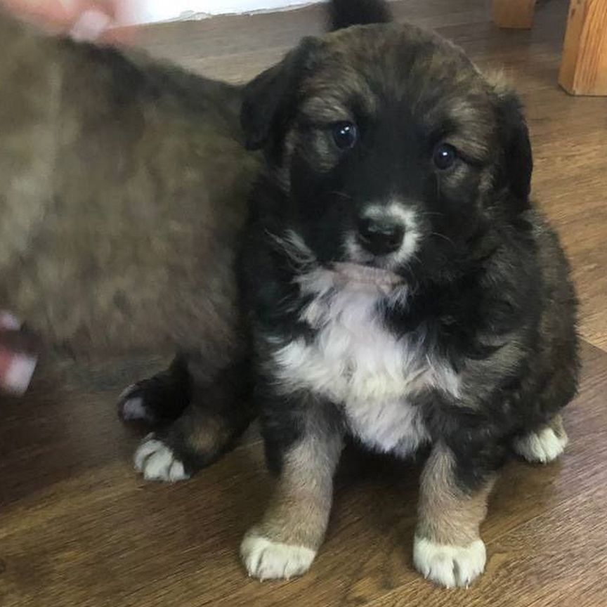 Щенок в добрые руки