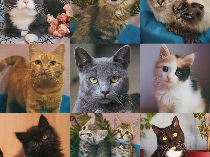 Стерилизованные вакцинированные кошки и котята