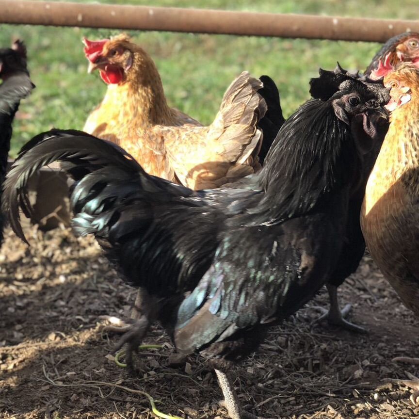 Куры несушки