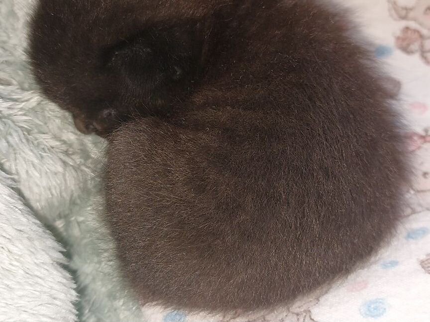 Черный котенок вислоухий