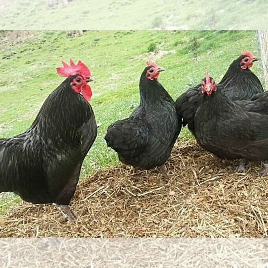 Цыплята московская черная