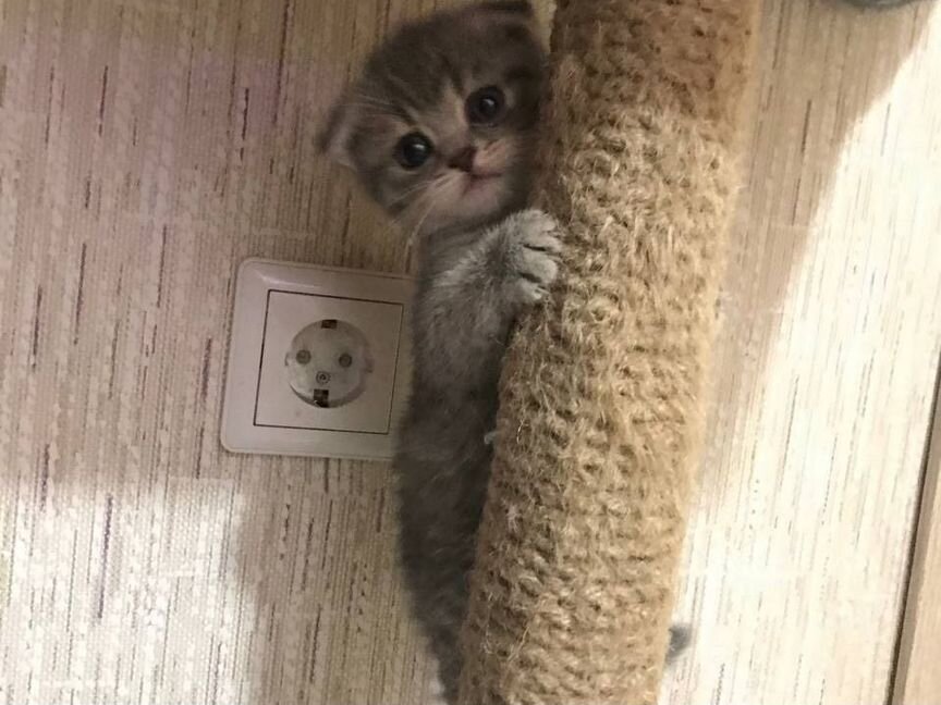 Шотланские веслоухие котята
