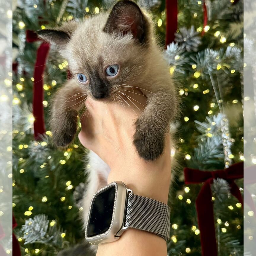 Тайский котёнок