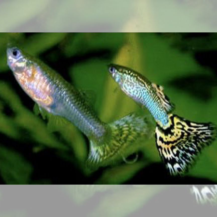 Рыбки гуппи и т д