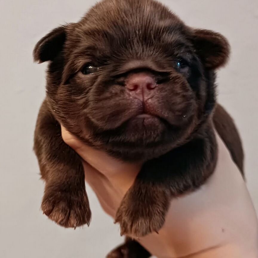 Пти-брабансон, щенок