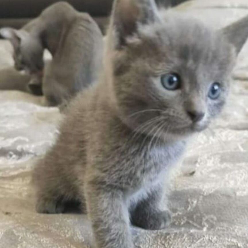 Русская голубая.Котята