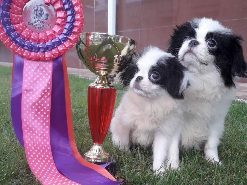 Японский хин