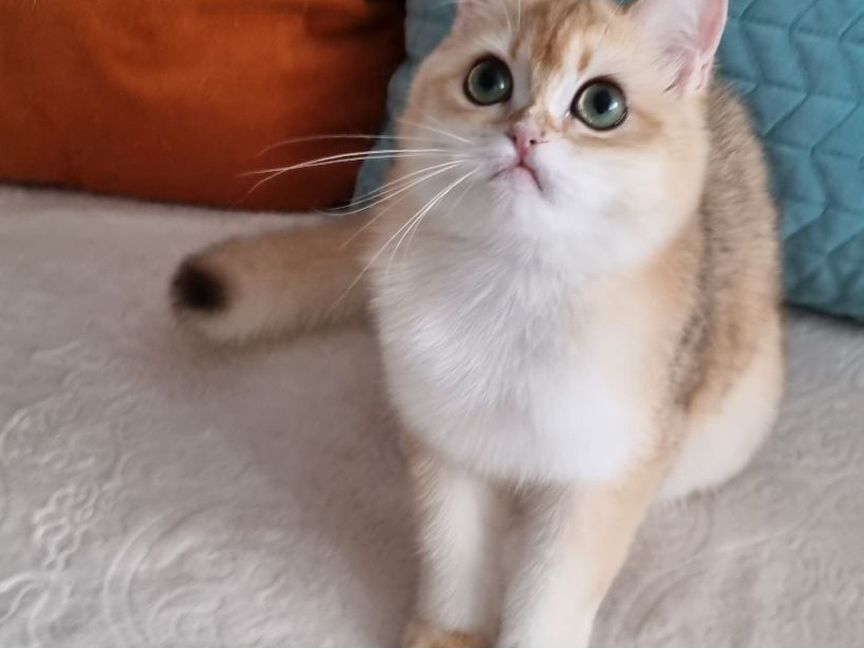 Золотая кошечка