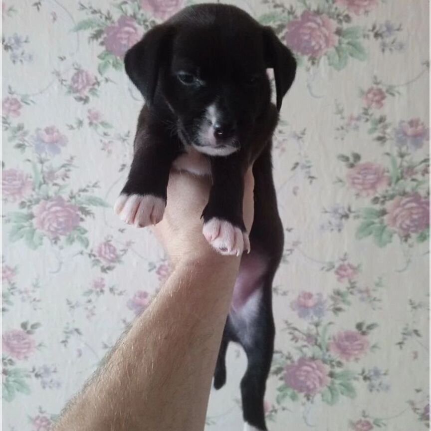 Такса, щенок