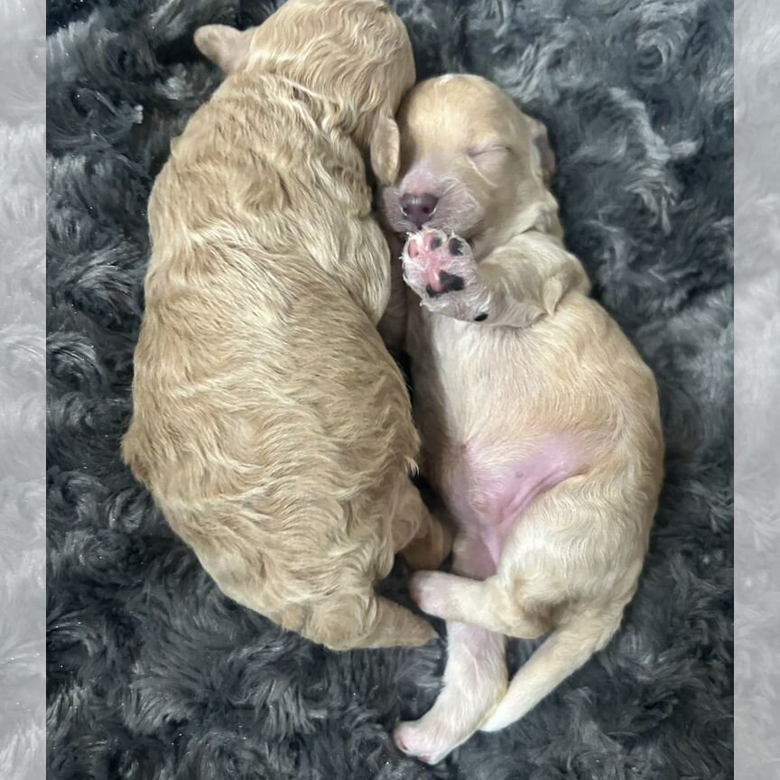 Бишон фризе, щенок