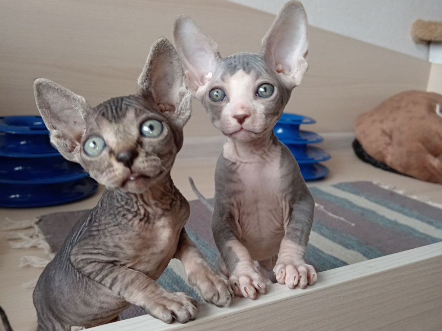 Канадский сфинкс. Котята