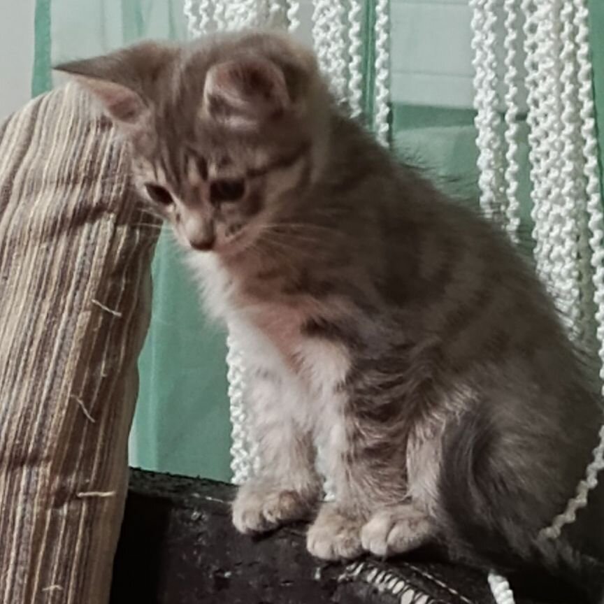 Британский короткошёрстный котёнок