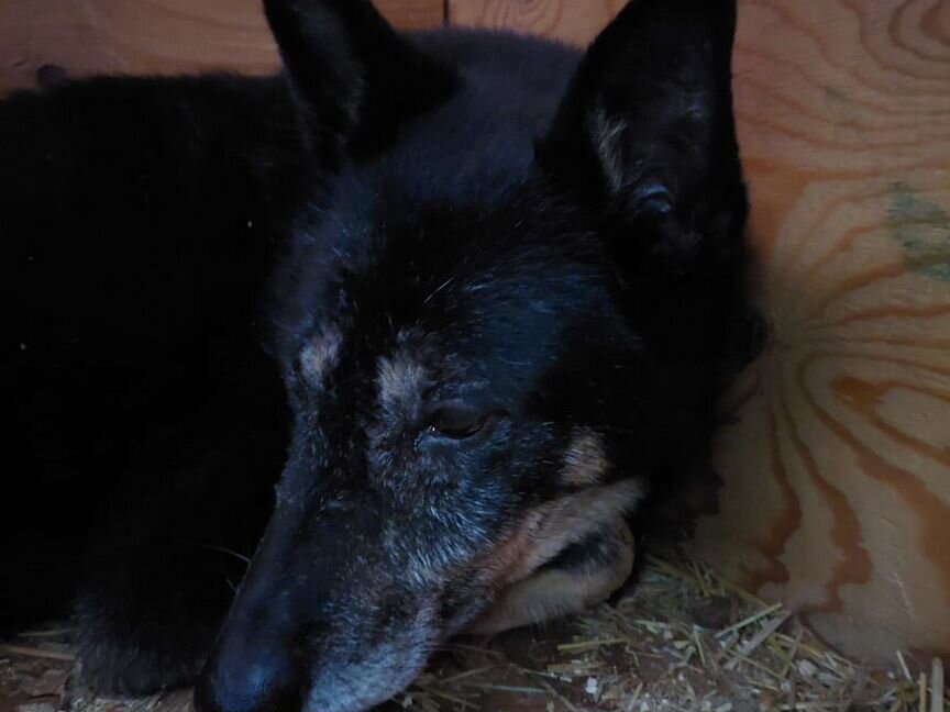 Собака Черныш с трудом выживает в приюте