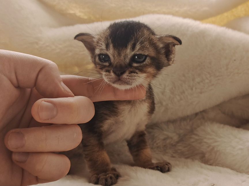 Абиссинская бурма (Абибурма)