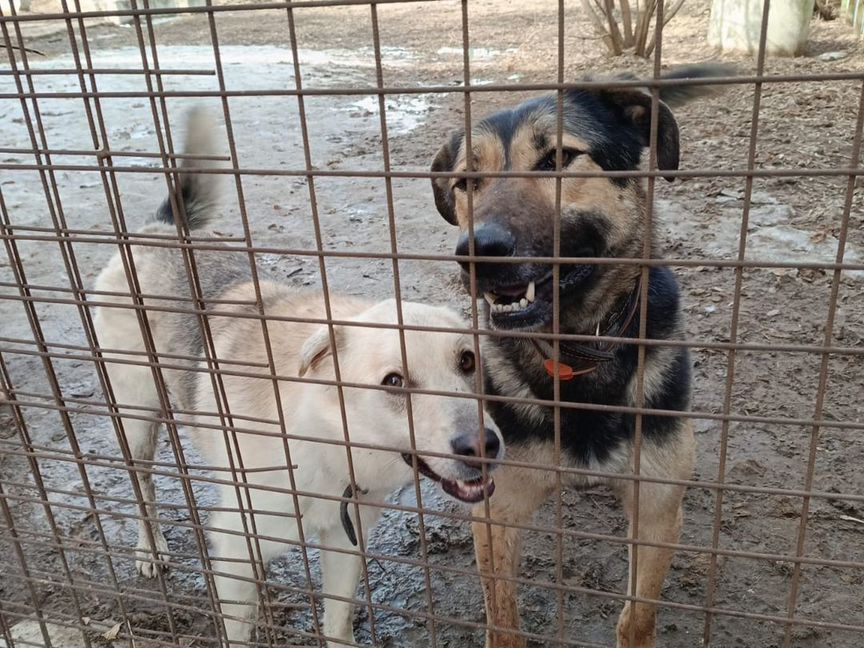 Собачки ждут гостей в приюте