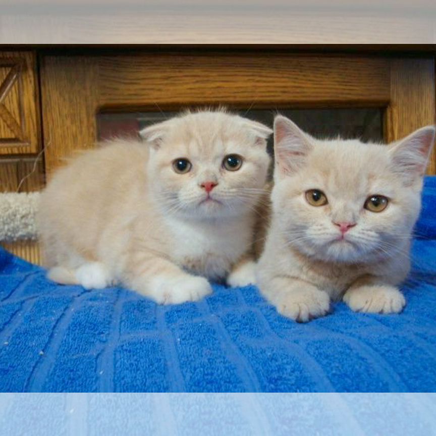 Шотландские котята