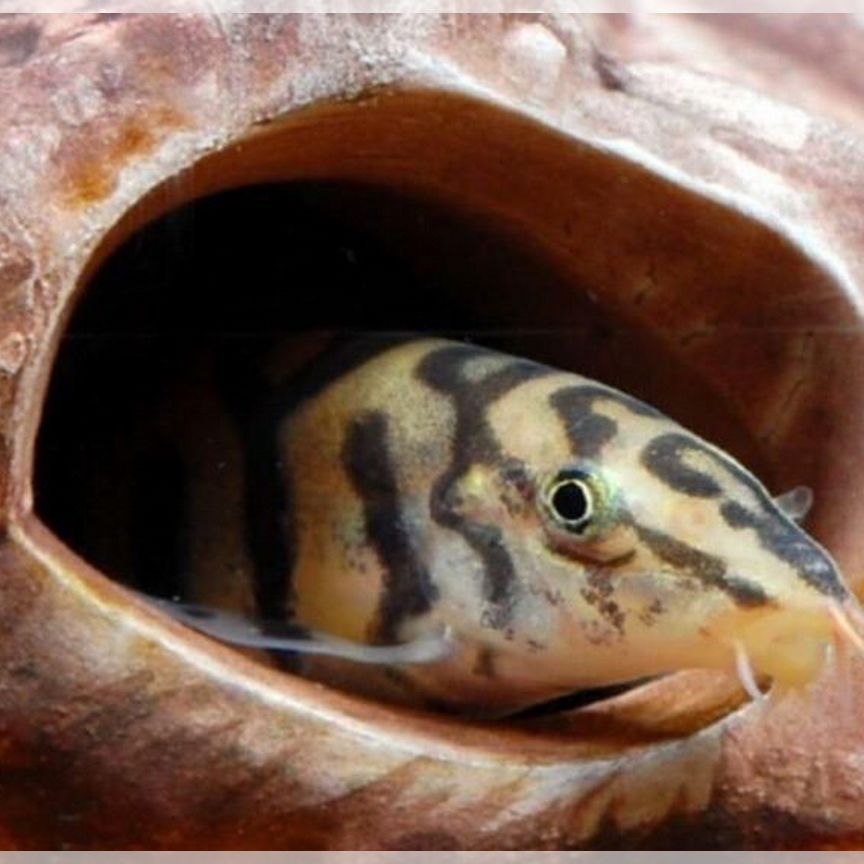 Боция мраморная - Botia lohachata 3-5см