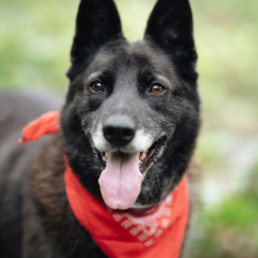 Собака в поисках дома