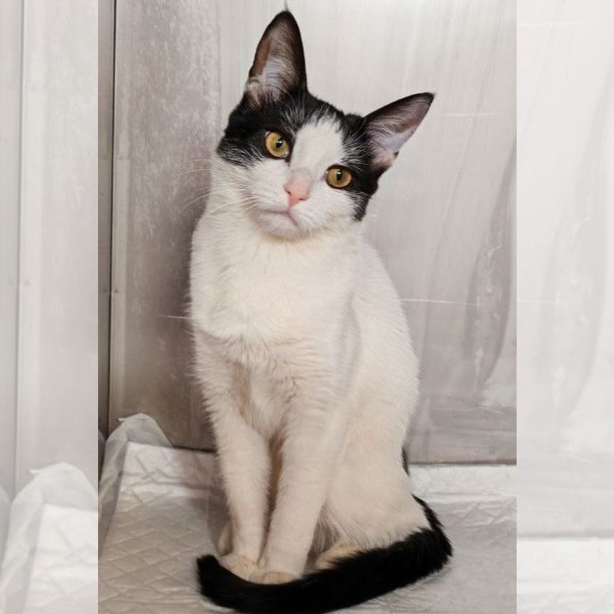 Взрослая, кошка в добрые руки