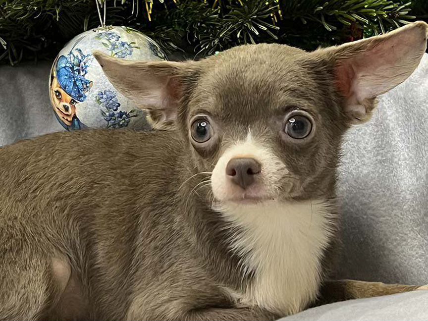 Чихуахуа щенки большой выбор окрасов