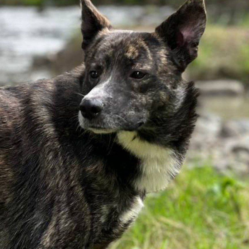 Собака Тайгер в добрые руки