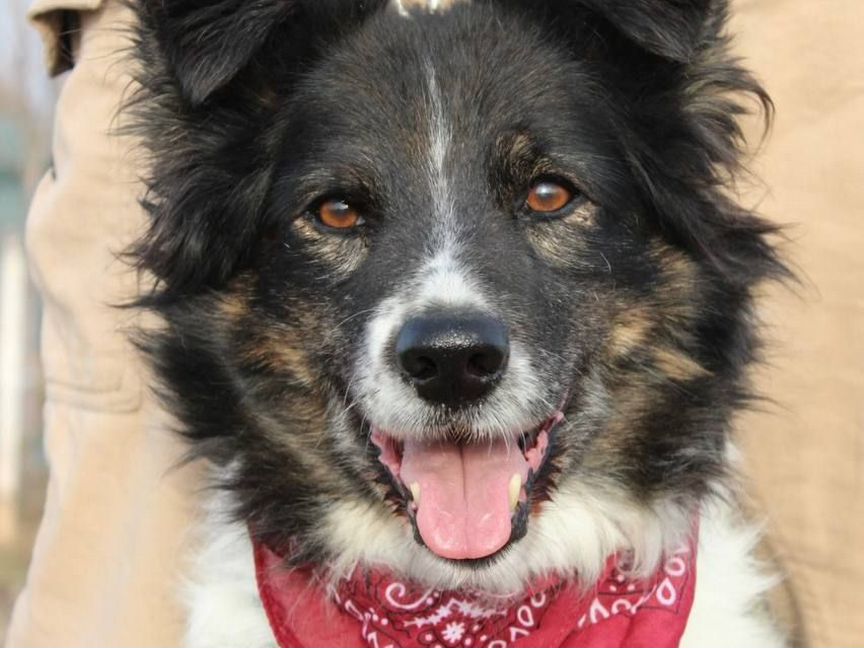 Собака в добрые руки