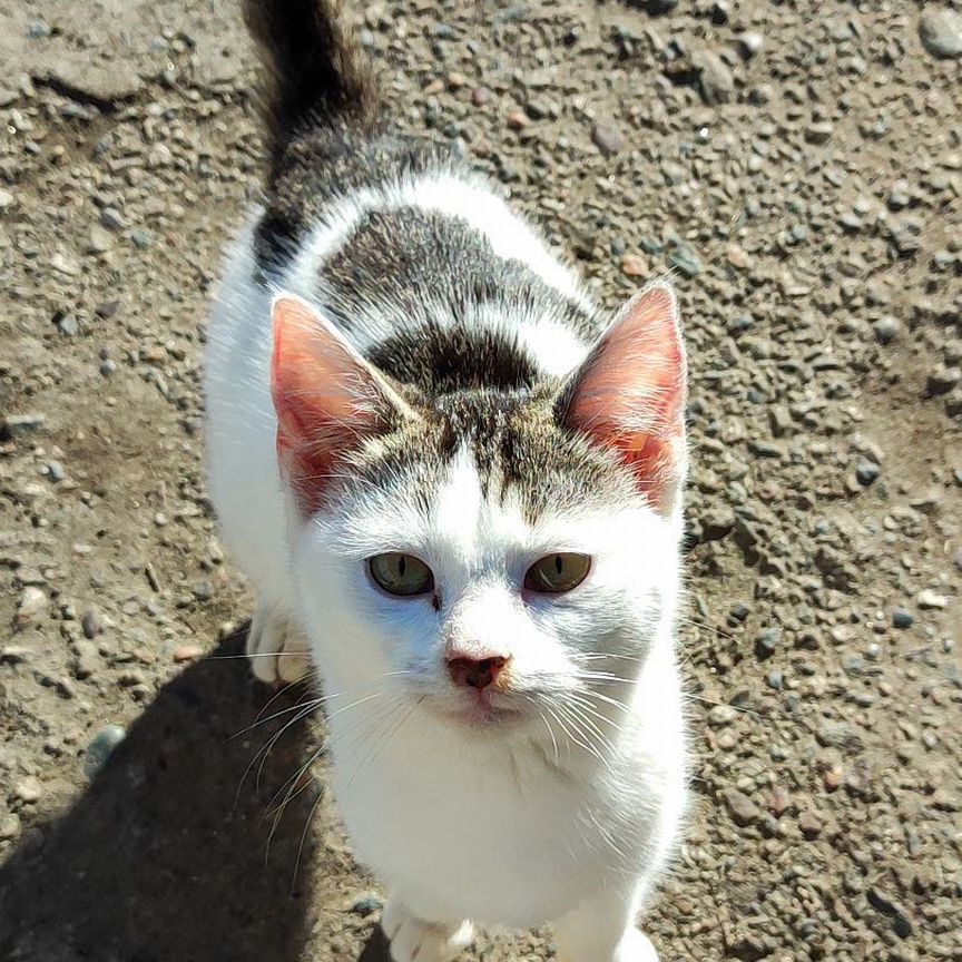Котики бесплатно в добрые руки