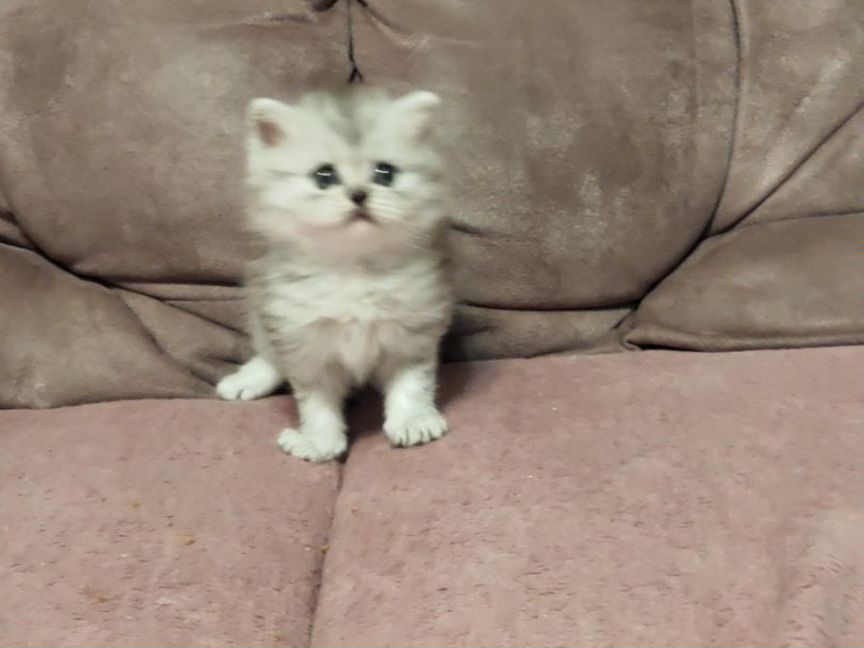 Шотландская кошечка