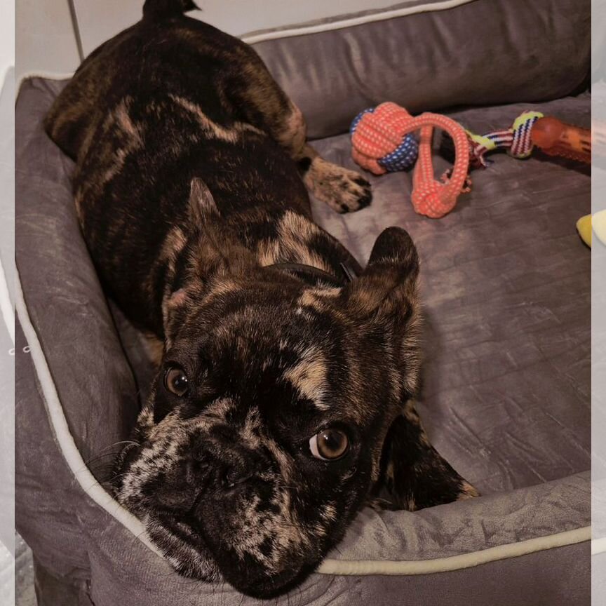 Французский бульдог, щенок