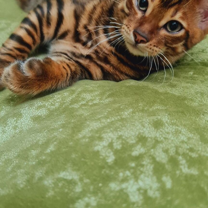 Котята тойгеры