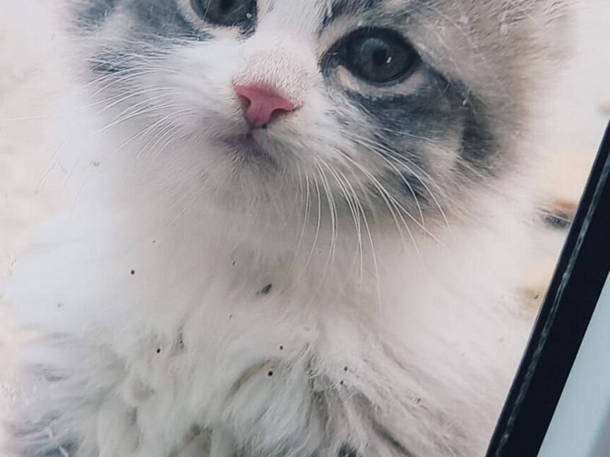 Котята
