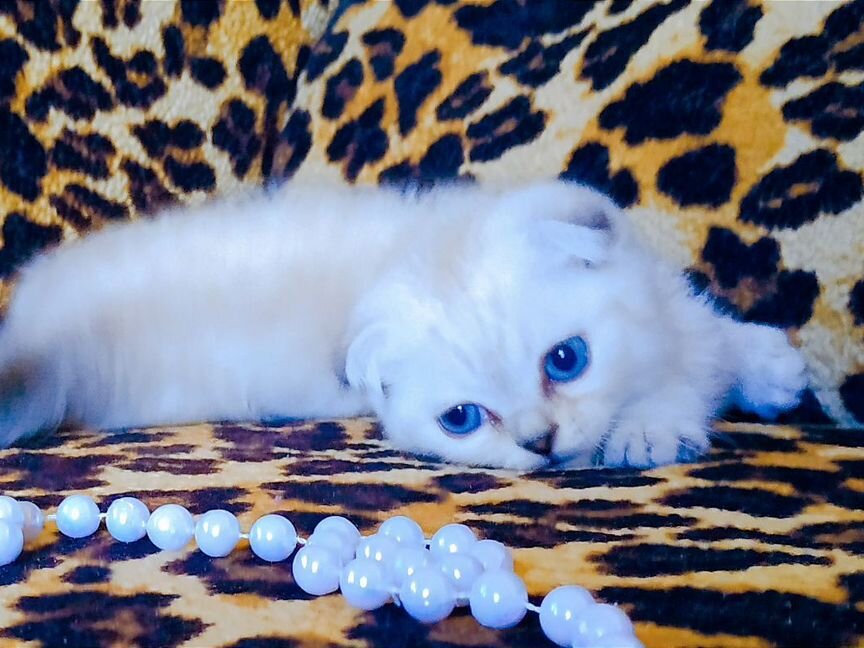 Вислоухие шотландские плюшевые котята Шиншиллы