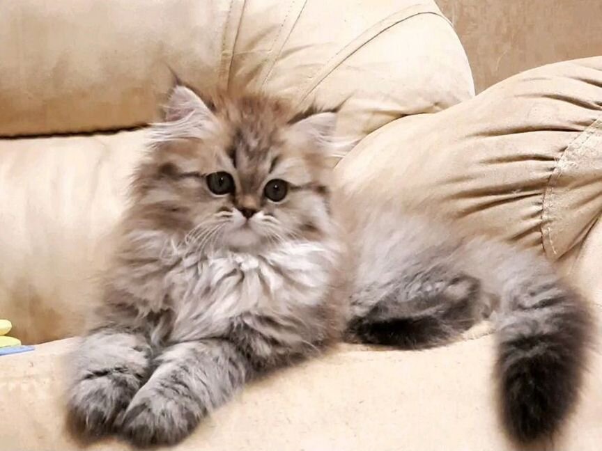 Персидская шиншилла