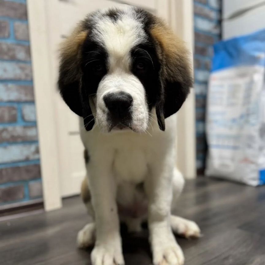 Сенбернар, щенок