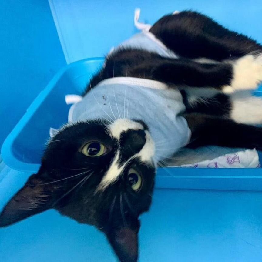 У ласковой и здоровой Вали был хозяин.Теперь улица